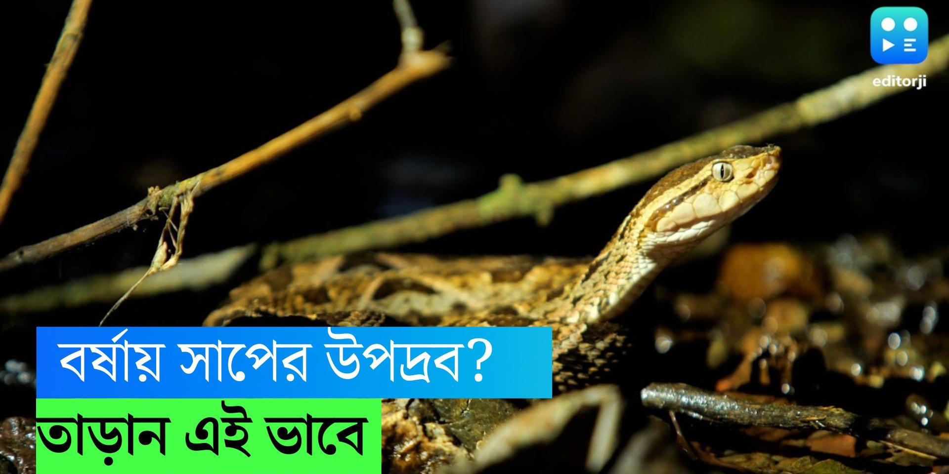 These are some home remedies to get rid of snakes - Snake Problem ...