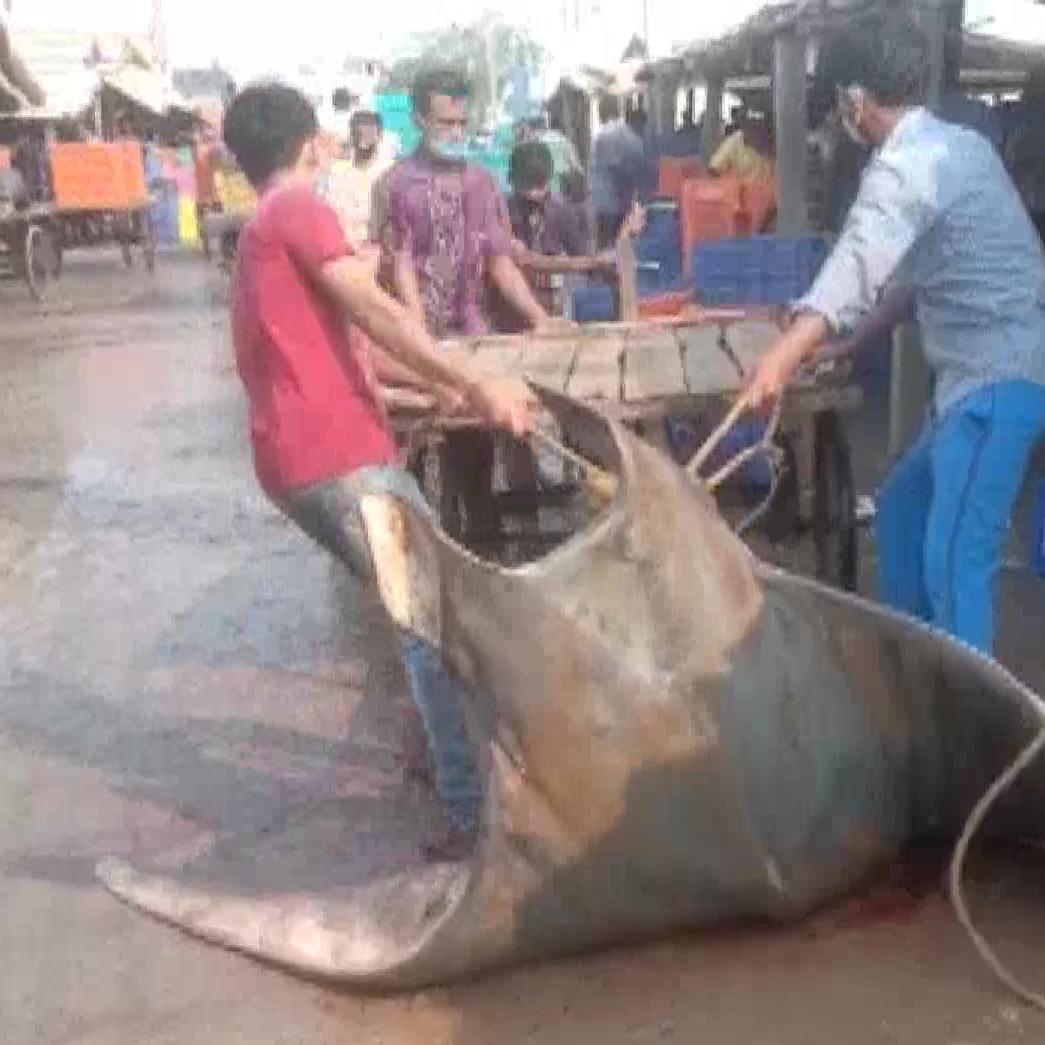 Huge fish weighing 800 kg caught off Digha coast, sold for ₹50k! | Editorji