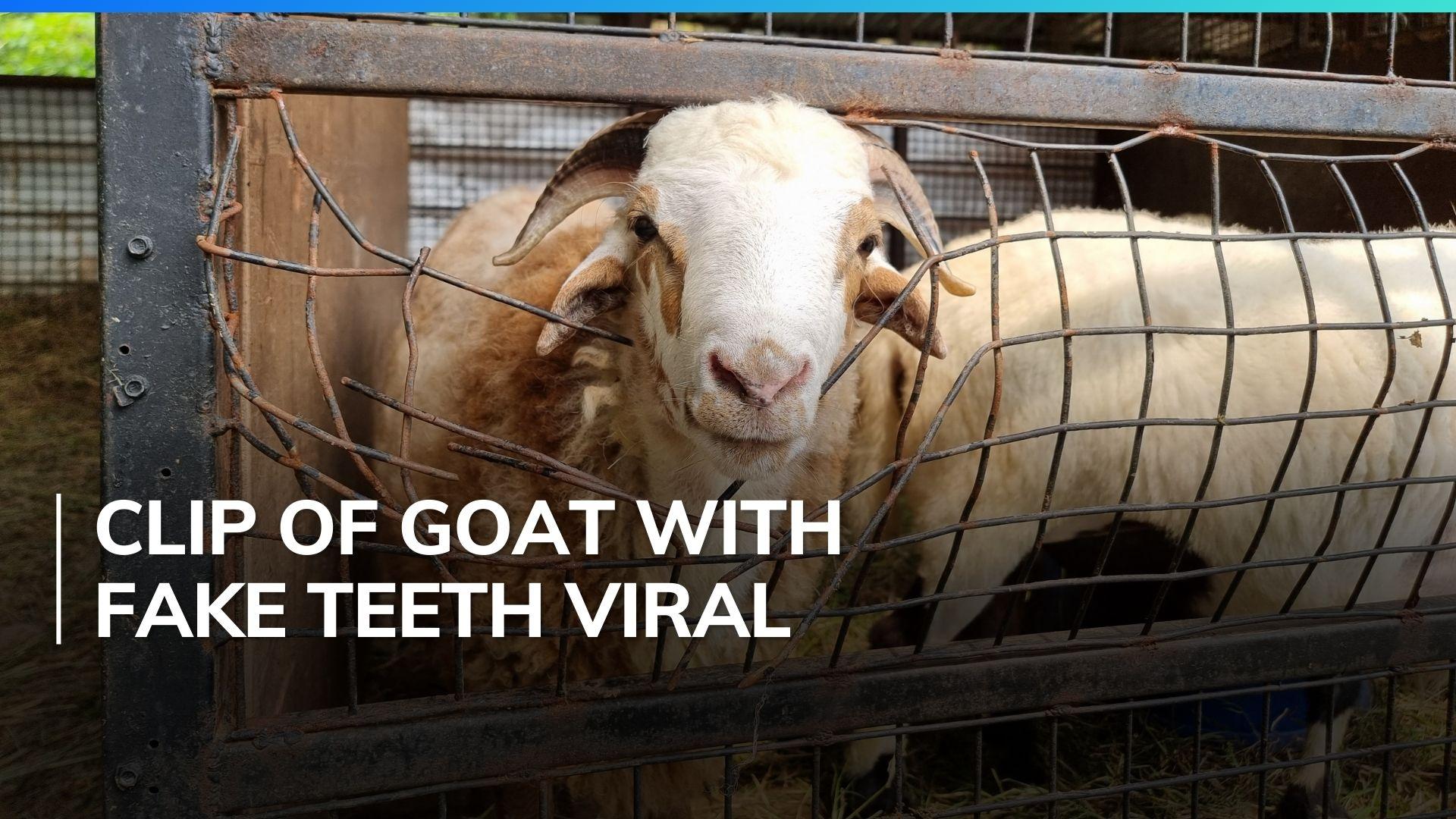 Pakistani man arrested for selling sacrificial goats with plastic teeth ...