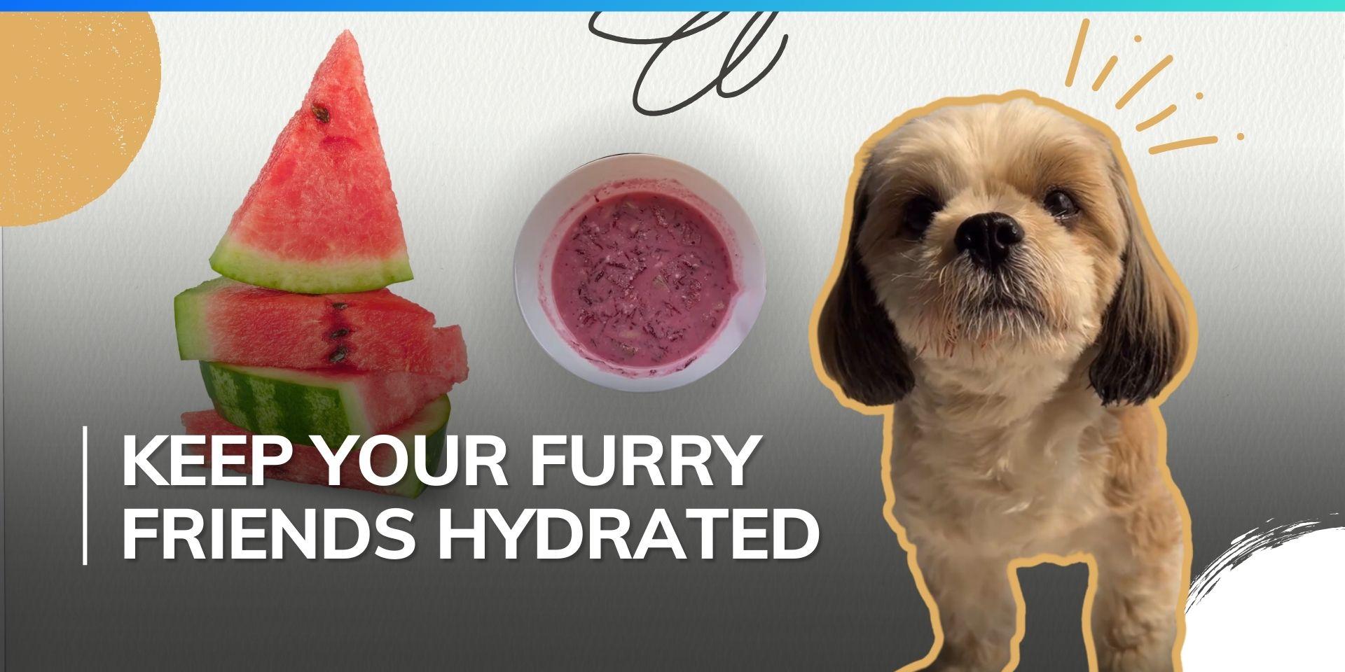 Summer drink for your furry friend! Here is a 10 minute watermelon ...