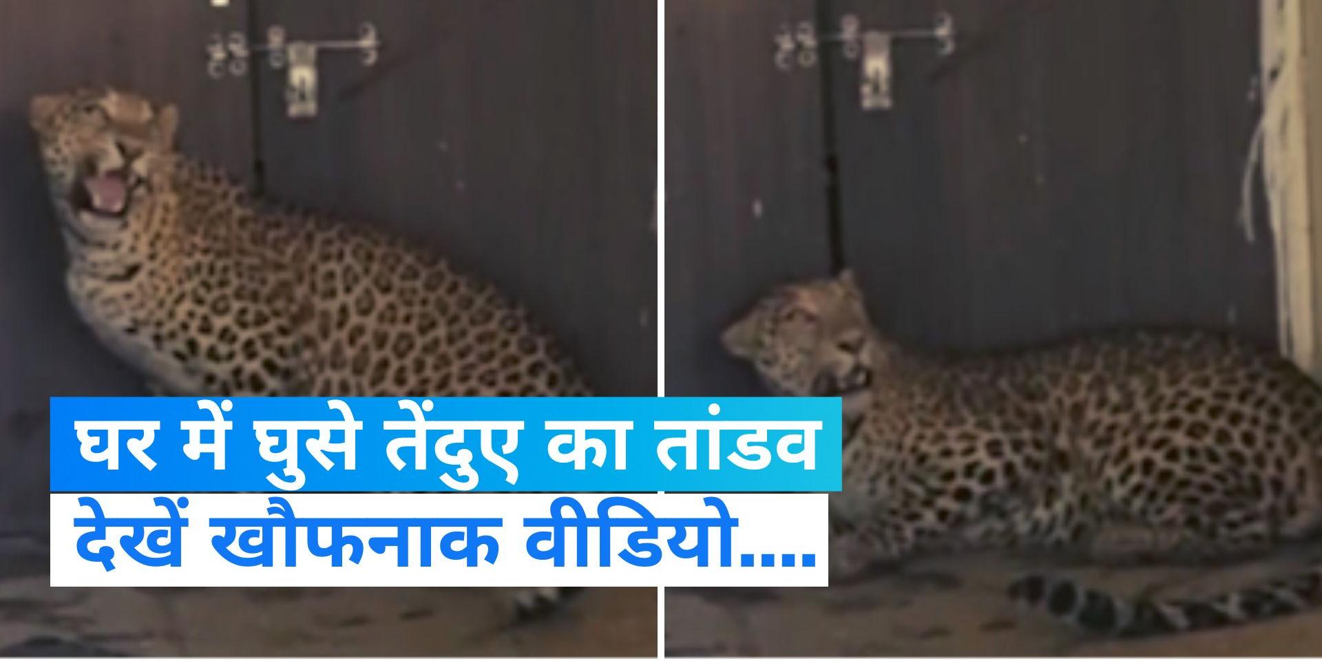 Maharashtra: A leopard entered a house in Nashik, Maharashtra and attacked fiercely, watch video ...