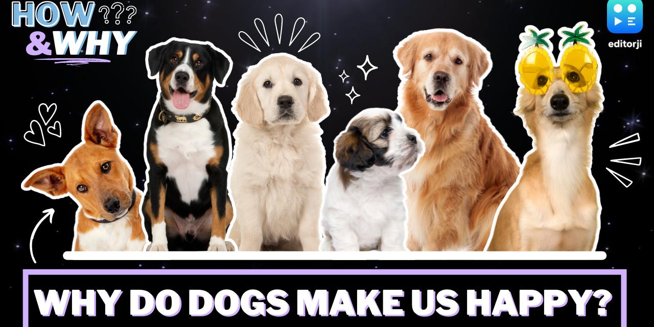 How and Why | Episode 5: Why do dogs make us happy? | Editorji