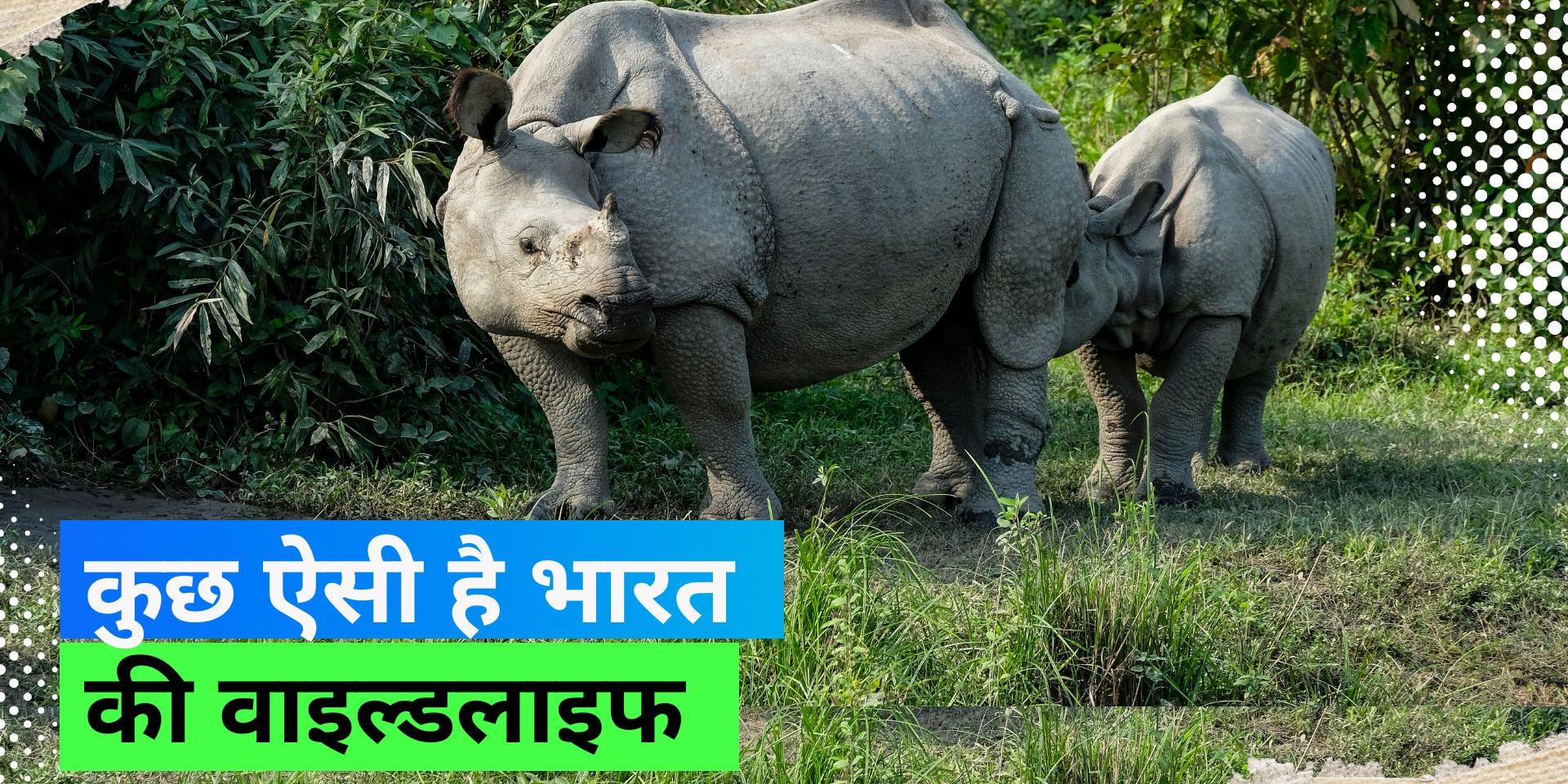 World Wildlife Day: Top 5 wildlife sanctuaries in India you must visit in your lifetime - World ...