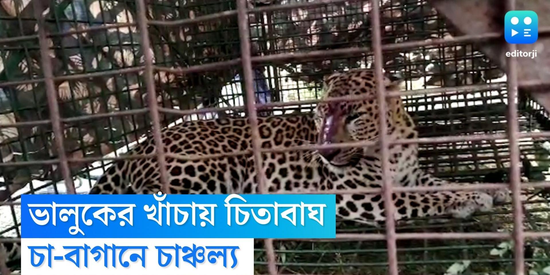 Leopards in leaf traps for bears in dooars tea garden - Leopard Caught ...