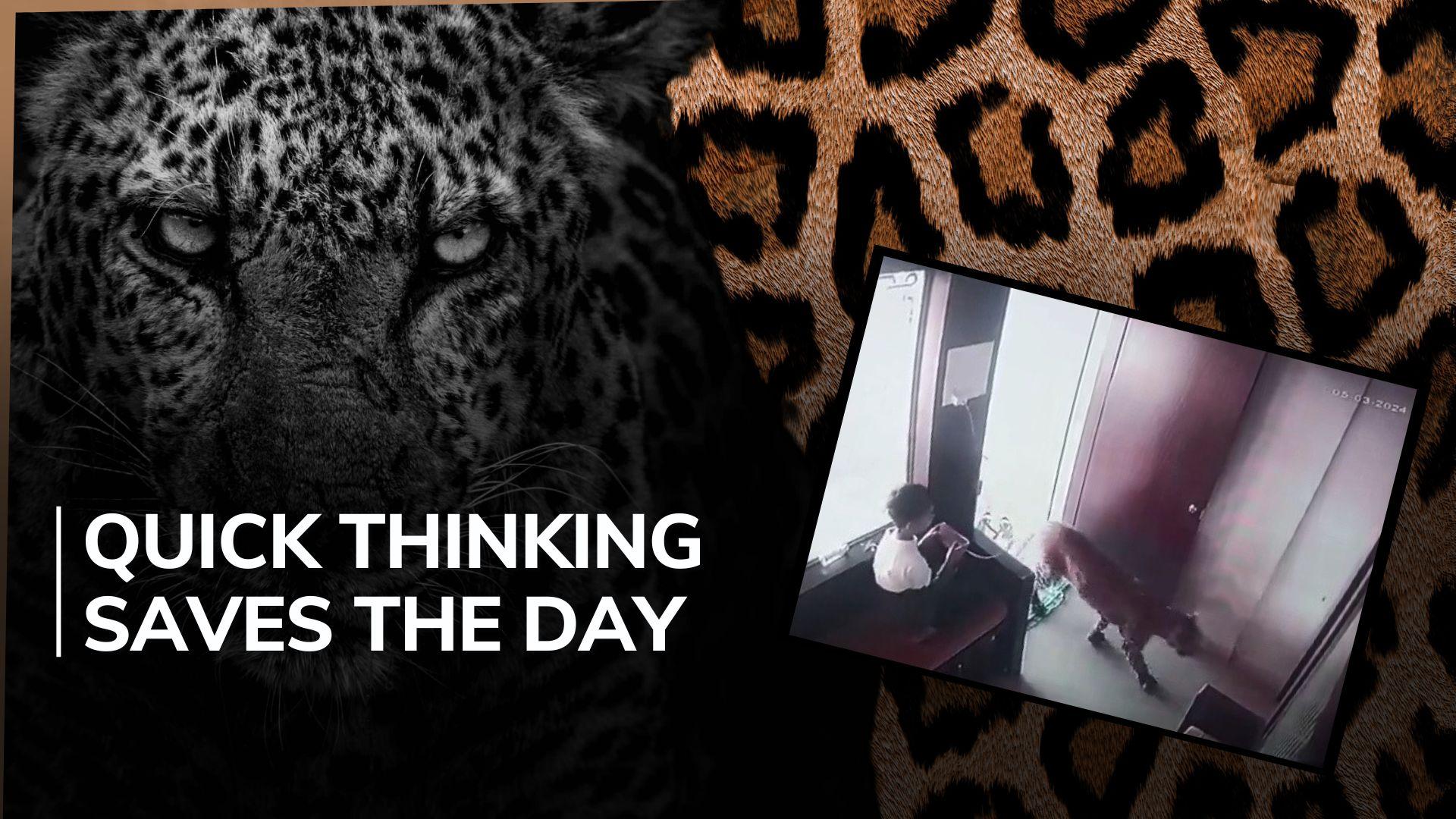 Watch: 12-year-old boy locks leopard inside office in Maharashtra ...