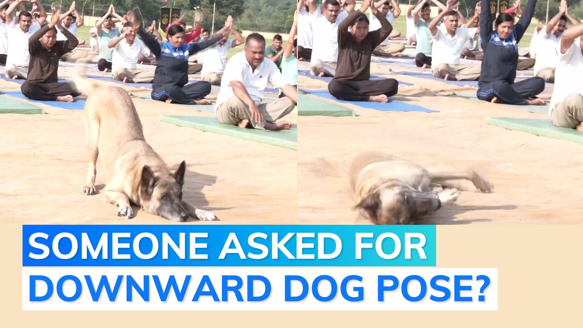Yoga Day: dog from ITBP‘s canine squad ’performs yoga‘ at Udhampur event | Editorji