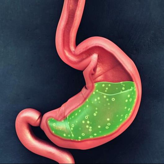 How the stomach works | Editorji