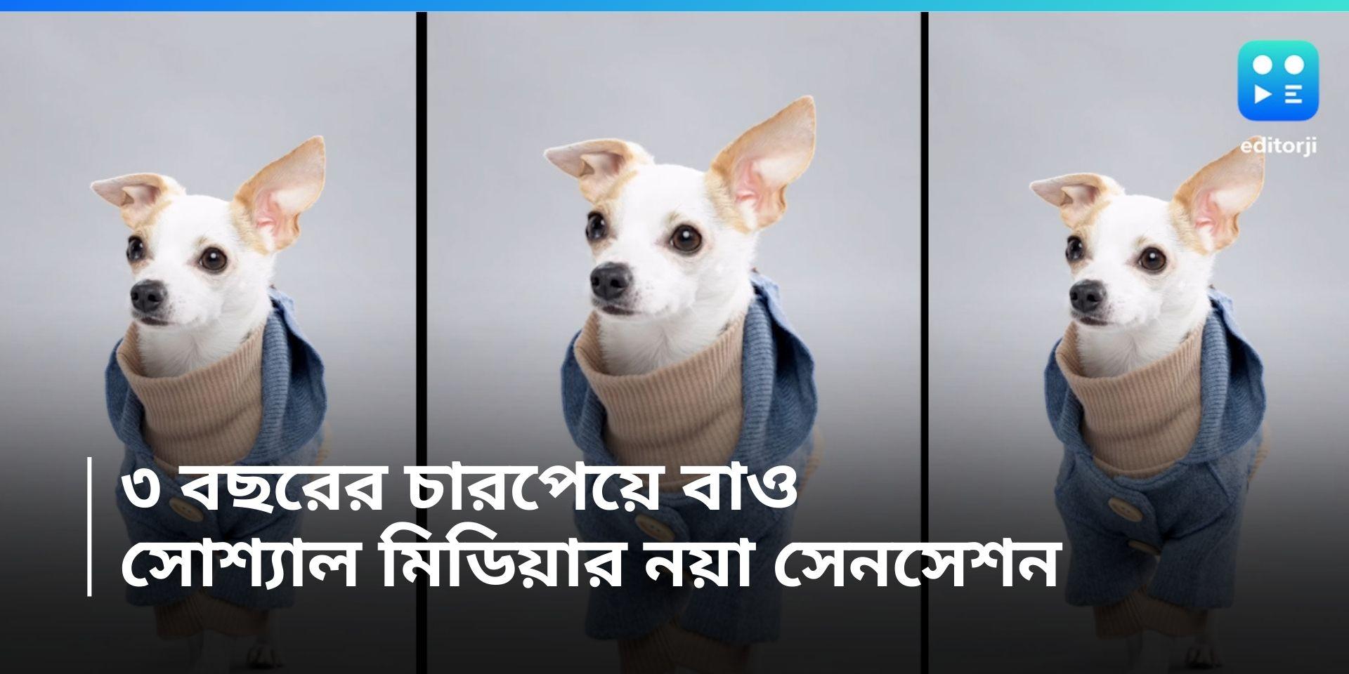 meet bao, one of the richest dogs in the world - Viral Video: ২ লক্ষ ...