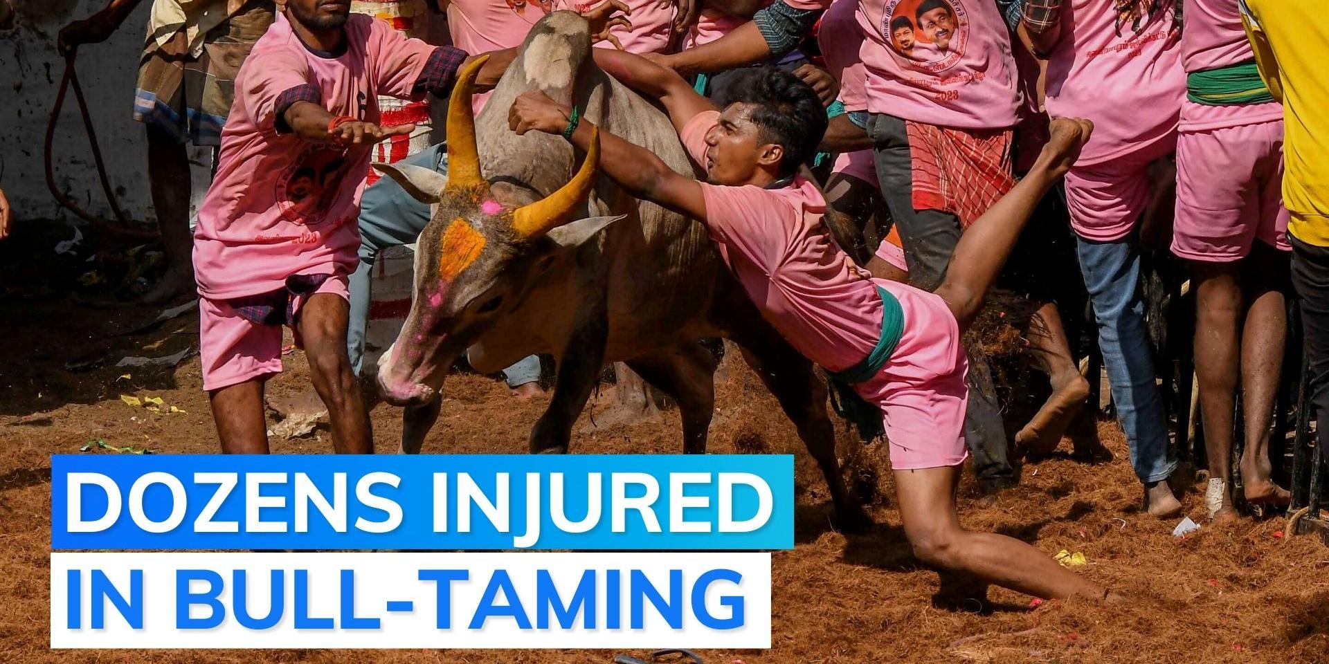 Jallikattu: 60 injured, with 20 seriously hurt, in bull-taming event in ...