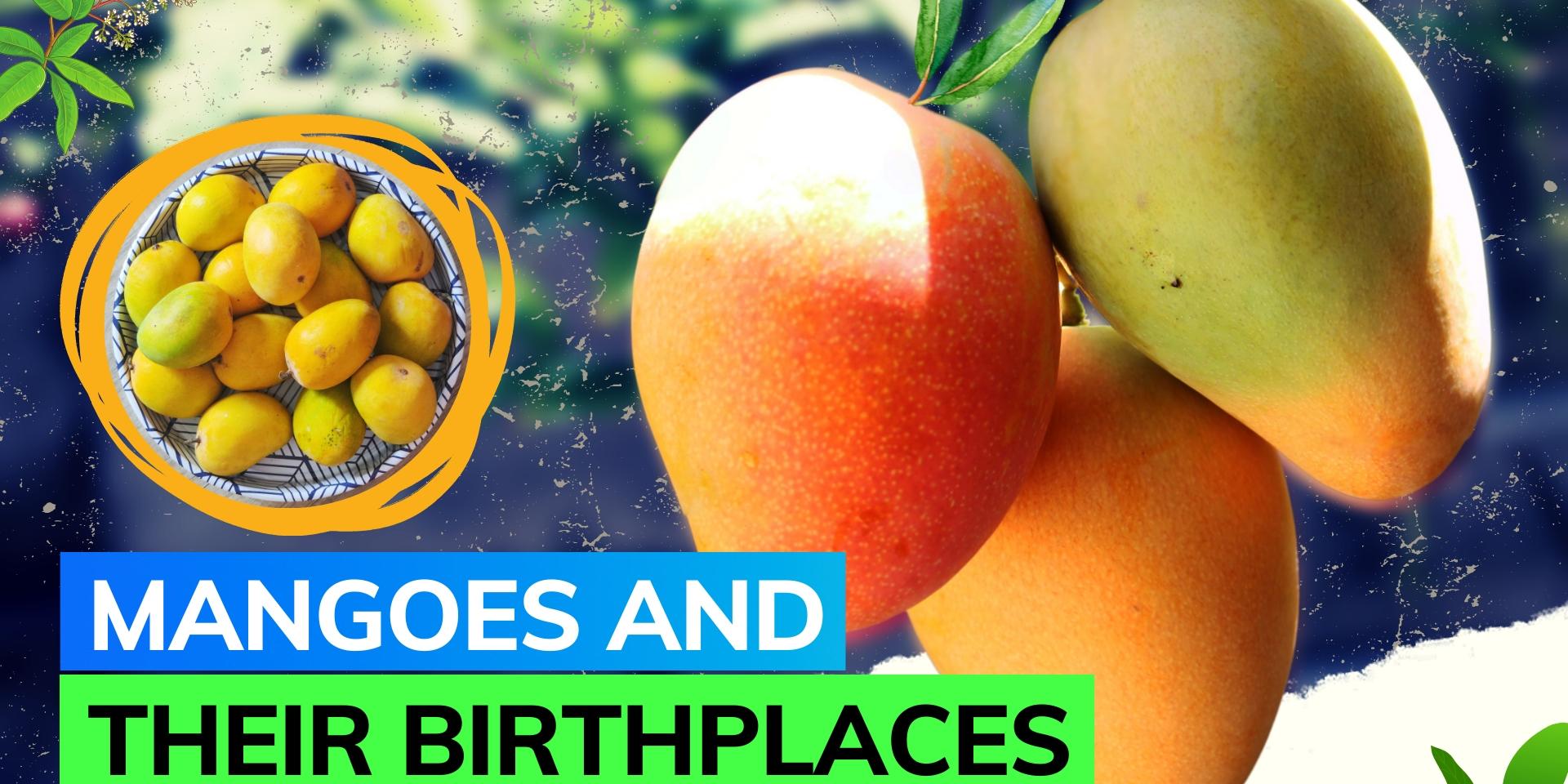 Over 1500 varieties of mangoes are produced in India; know about some ...