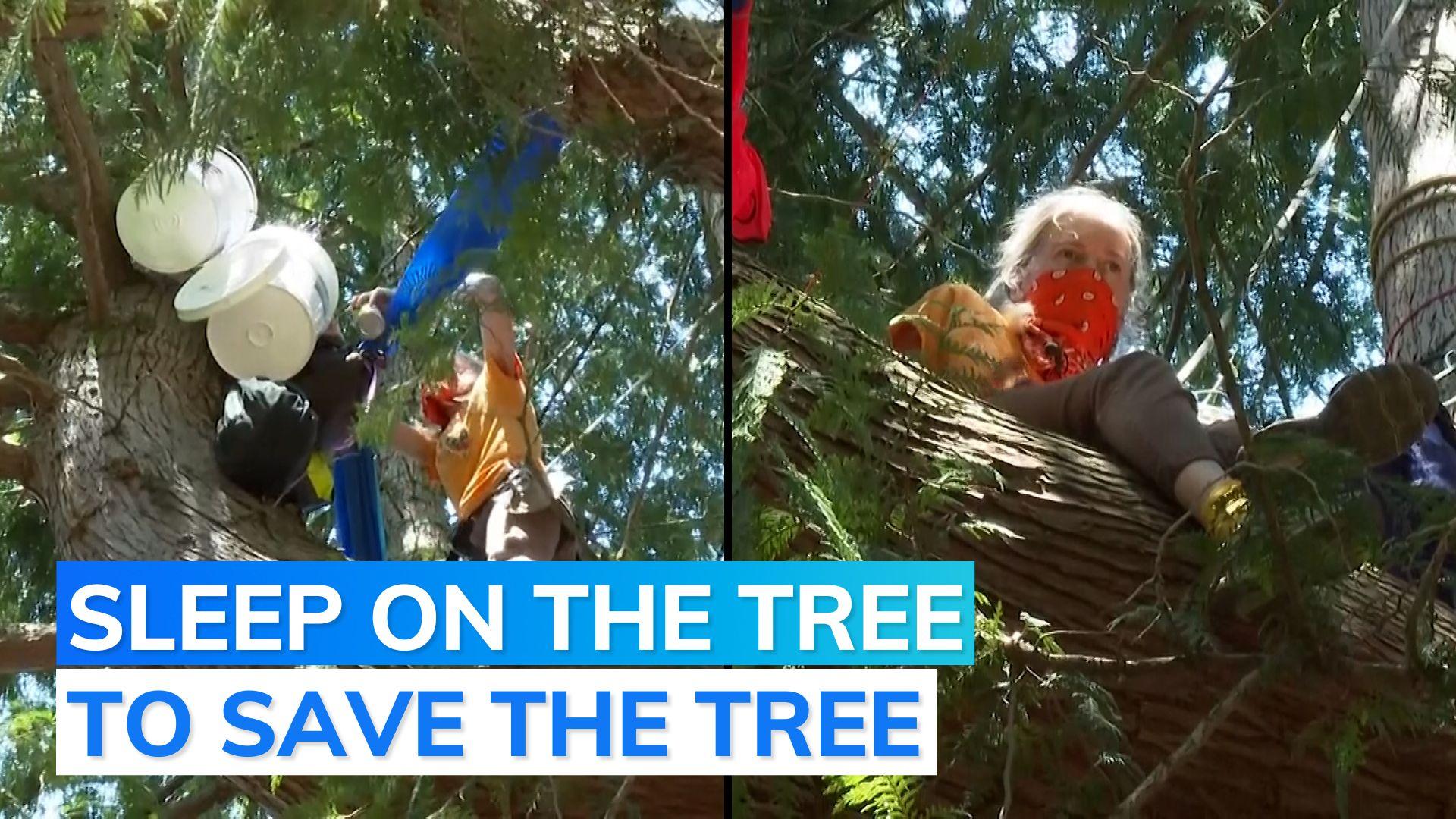 Video: how green activists in US are fighting to save 200-year-old tree ...