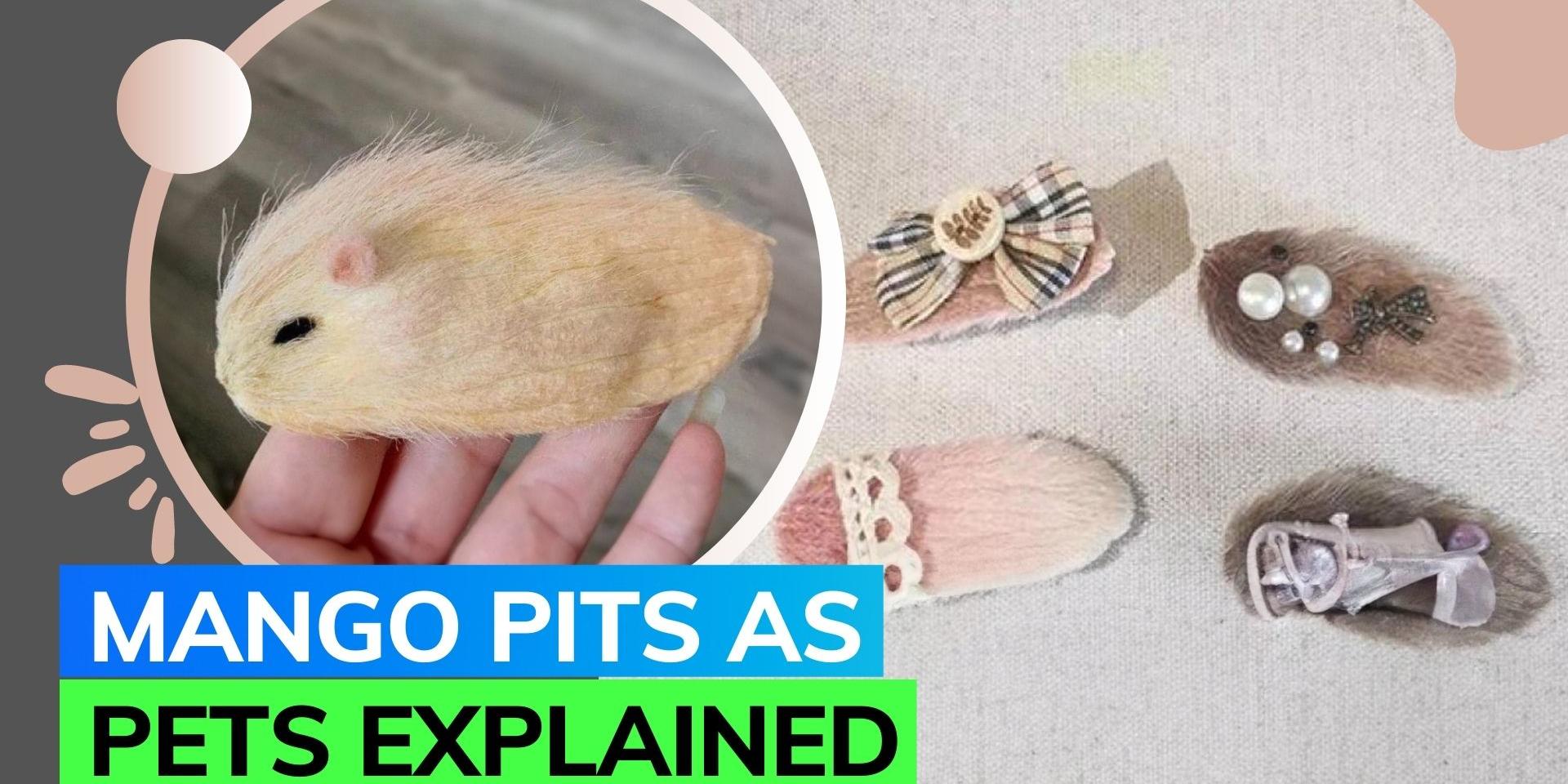 Not dogs or cats but young people in China are keeping mango pits as ...