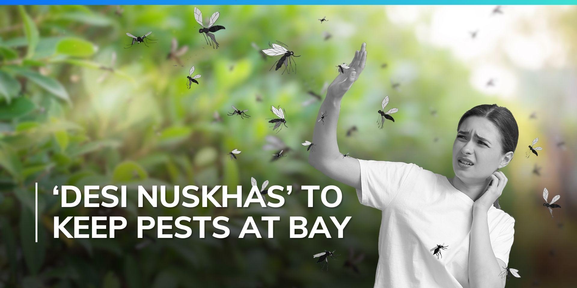 Keep insects away this monsoon with these easy DIY tips for a clean and ...