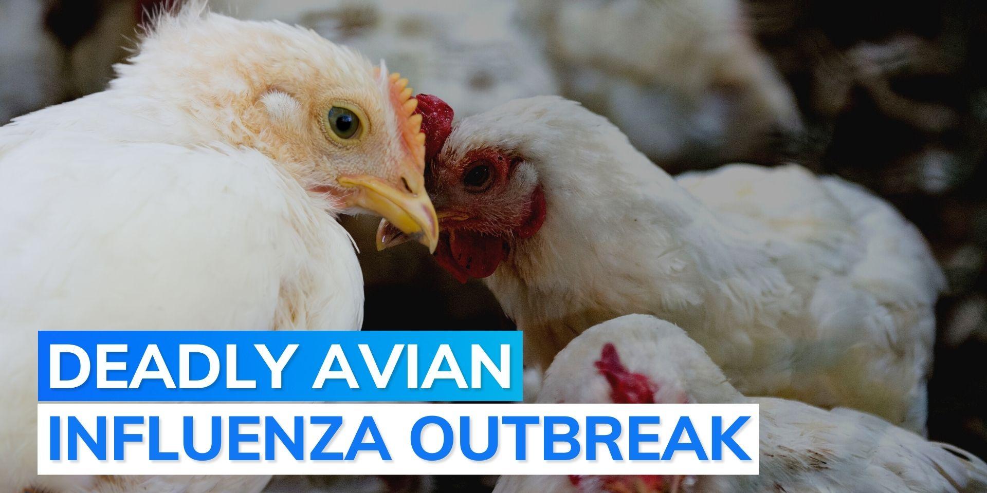 1,800 chickens dead at Kerala state-run farm due to bird flu outbreak ...