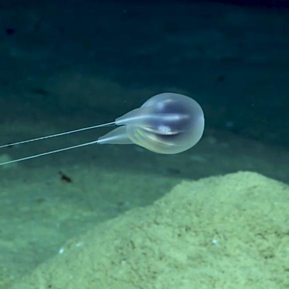 Watch: scientists discover new underwater species with HD camera | Editorji