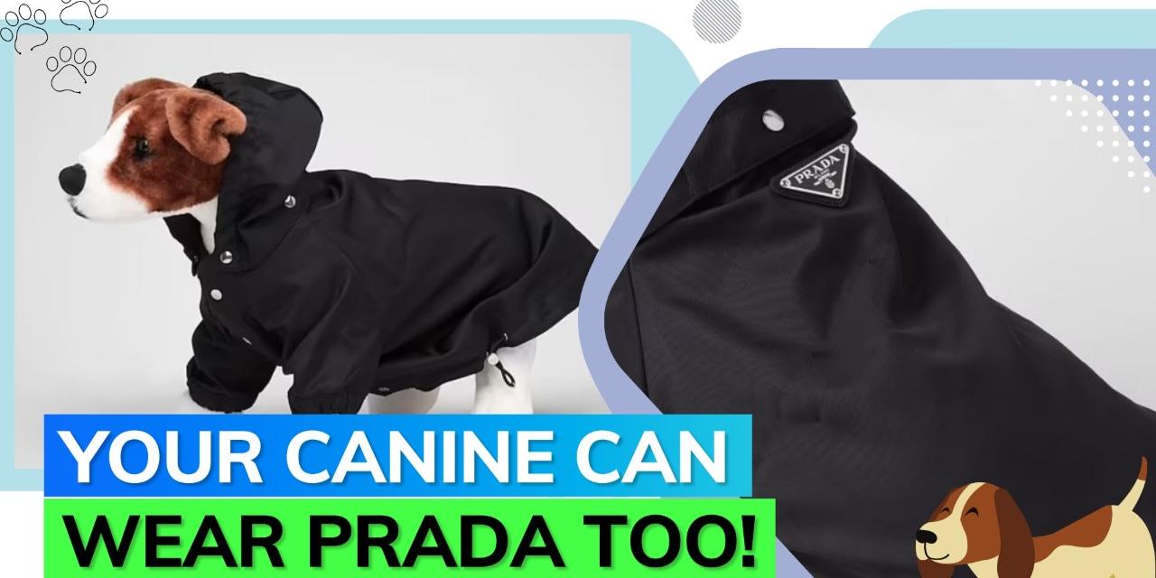 Now you can twin with your pet with Prada raincoats; here‘s how much it ...