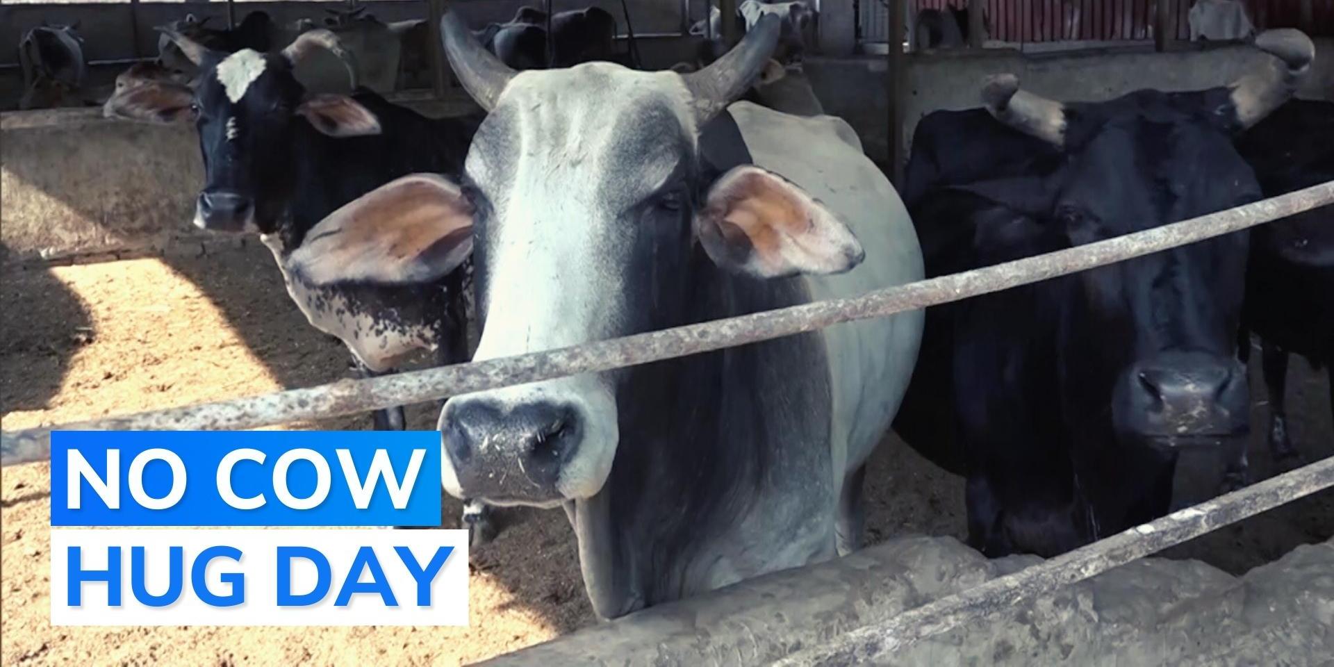 Appeal to celebrate February 14 as ‘Cow Hug Day’ withdrawn | Editorji