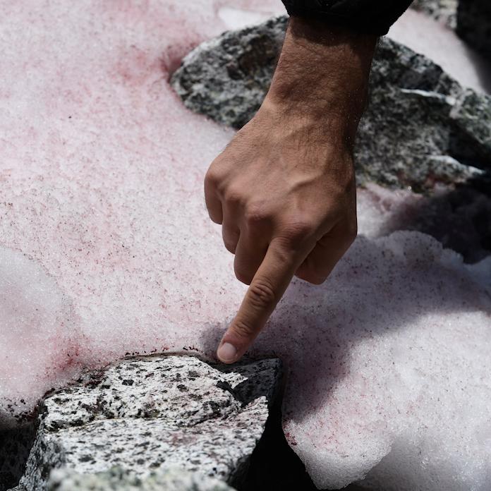 Pink snow appears on a glacier in Italy | Editorji