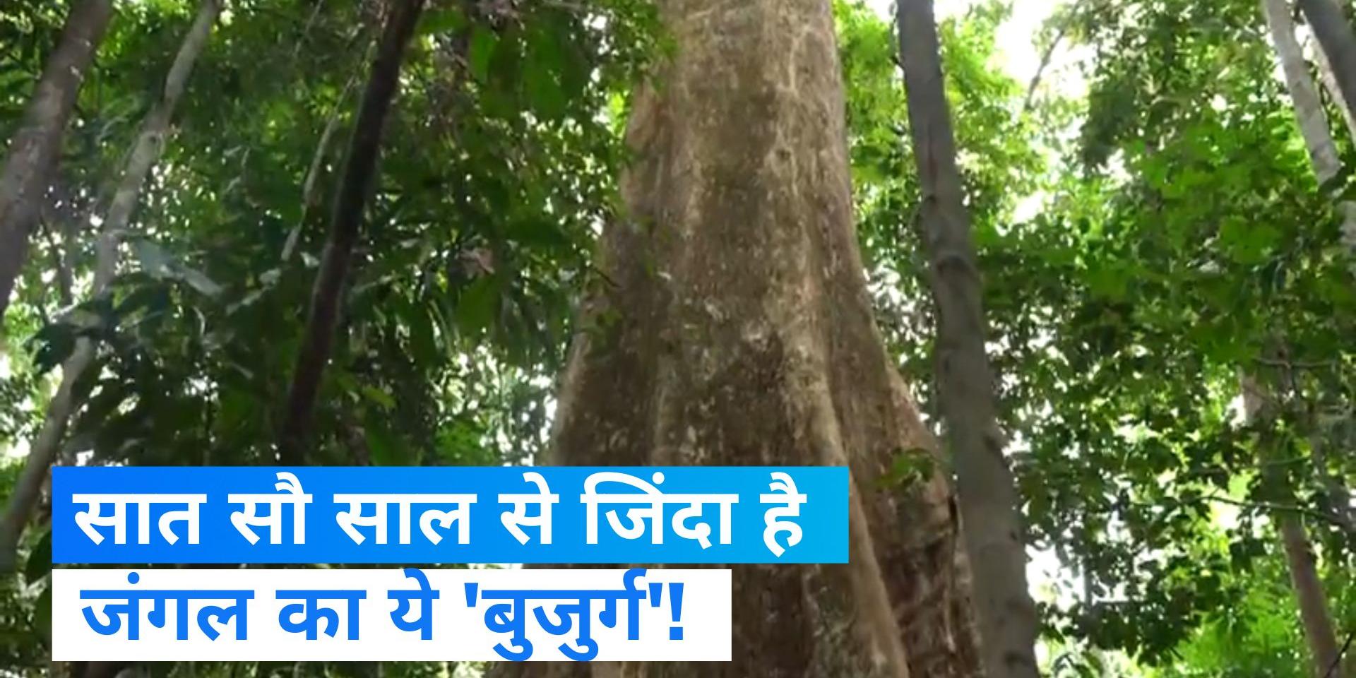 700 years old tree located in the forests of Gabon, which the President ...