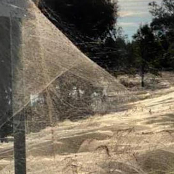 Watch: Giant spiderwebs cover Australian town after flood | Editorji