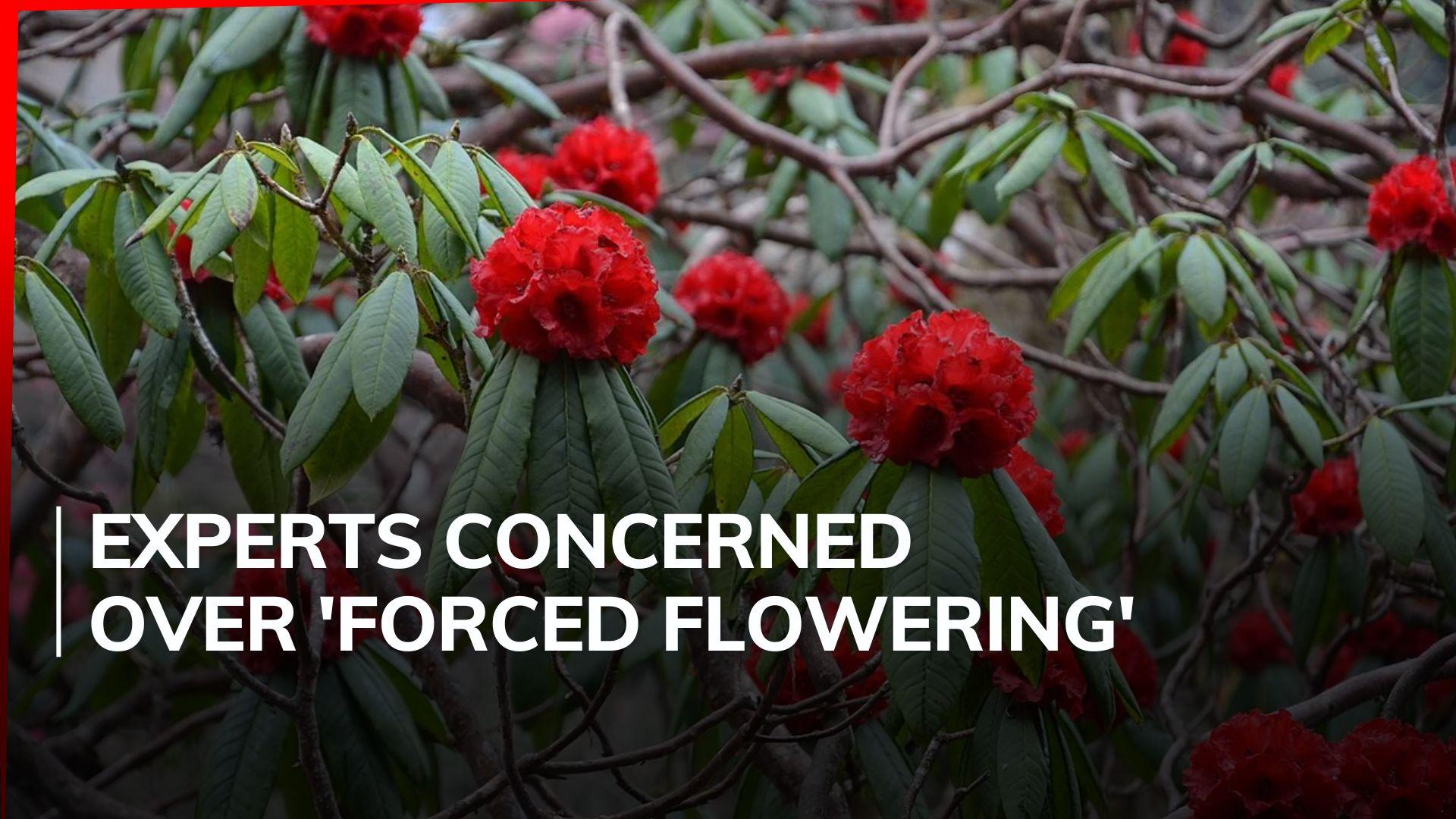 Uttarakhand‘s Buransh flowers bloom early, why it is a concern | Editorji