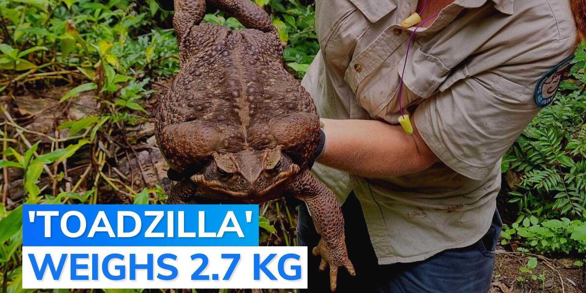 This Australian toad could break world record for largest of its ...
