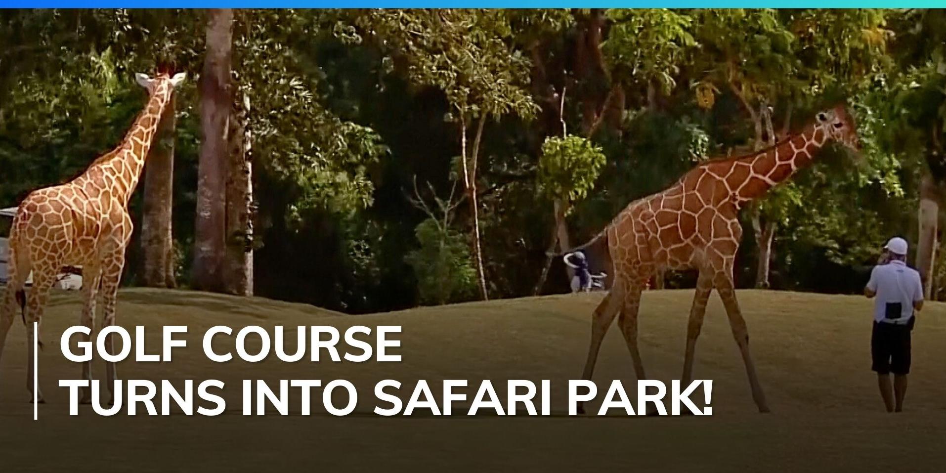 Watch! Giraffes stroll on to 18th hole during a golf tournament in ...