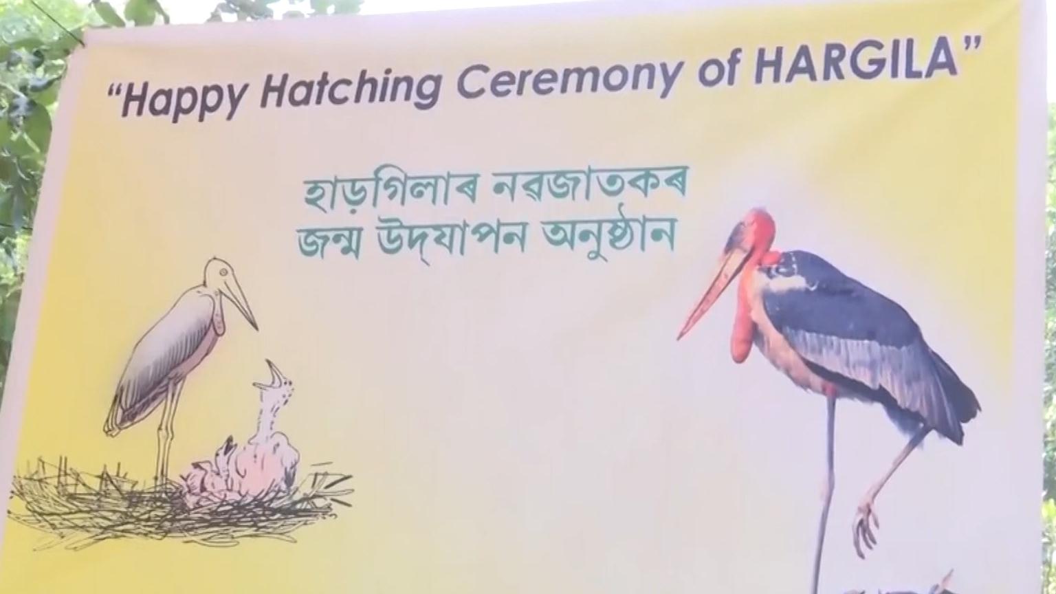ENDANGERED ‘HARGILA’ BIRD GIVES BIRTH THROUGH ARTIFICIAL BREEDING IN ...