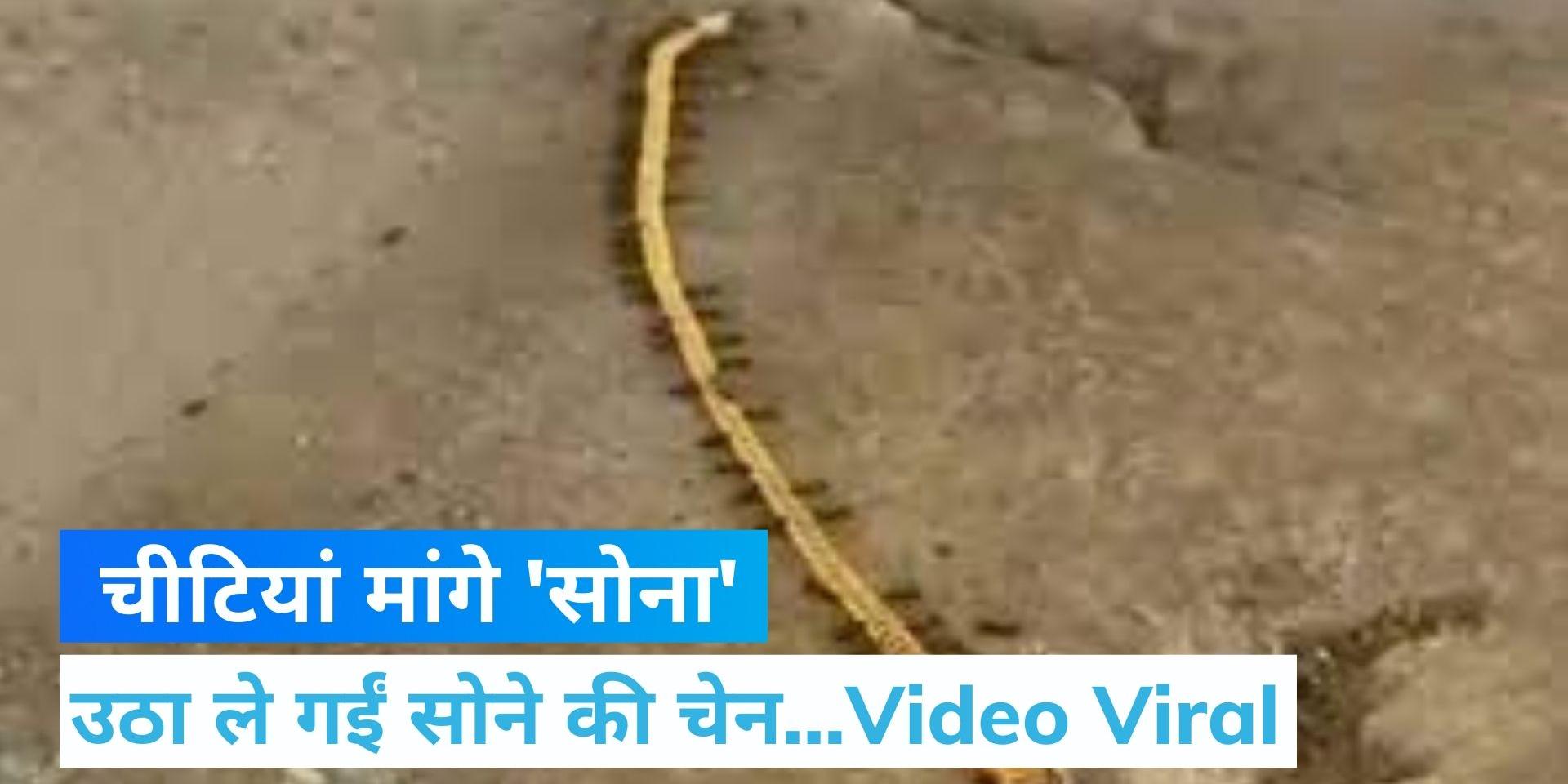 Viral Video: Not only eating and drinking, ants also love Gold...ants ...