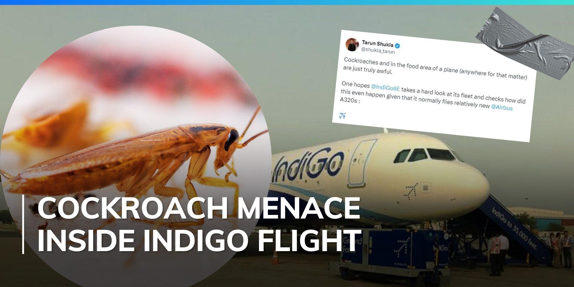 IndiGo passenger finds cockroaches in pantry area, airline reacts | Editorji