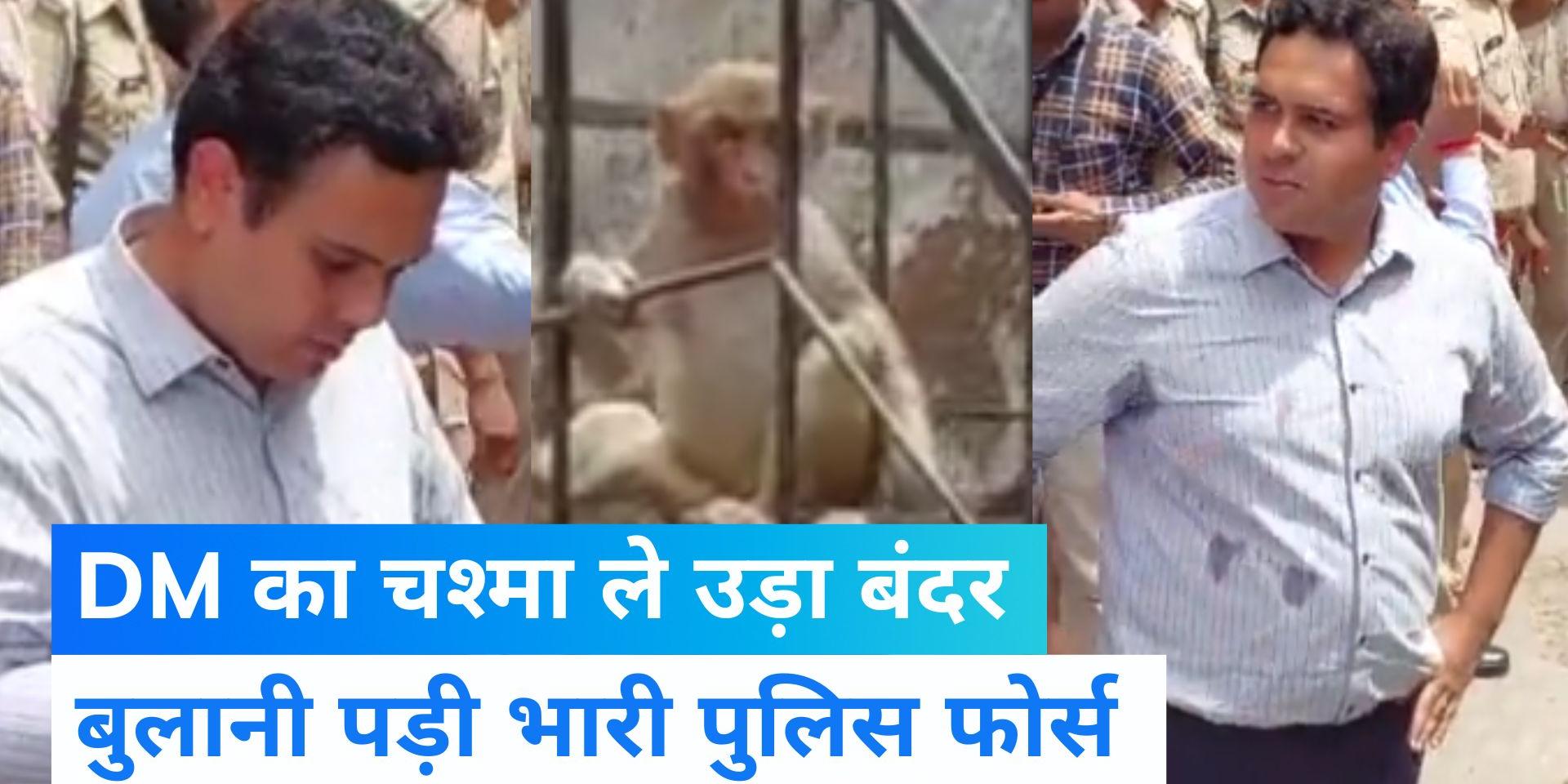 Viral Video: Monkeys snatch Mathura DM’s spectacles in Vrindavan, video ...
