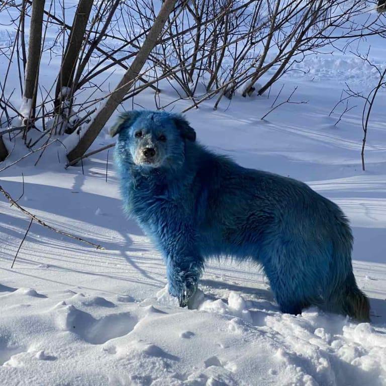 Viral photos: pack of ʼblueʼ stray dogs spotted in Russia | Editorji