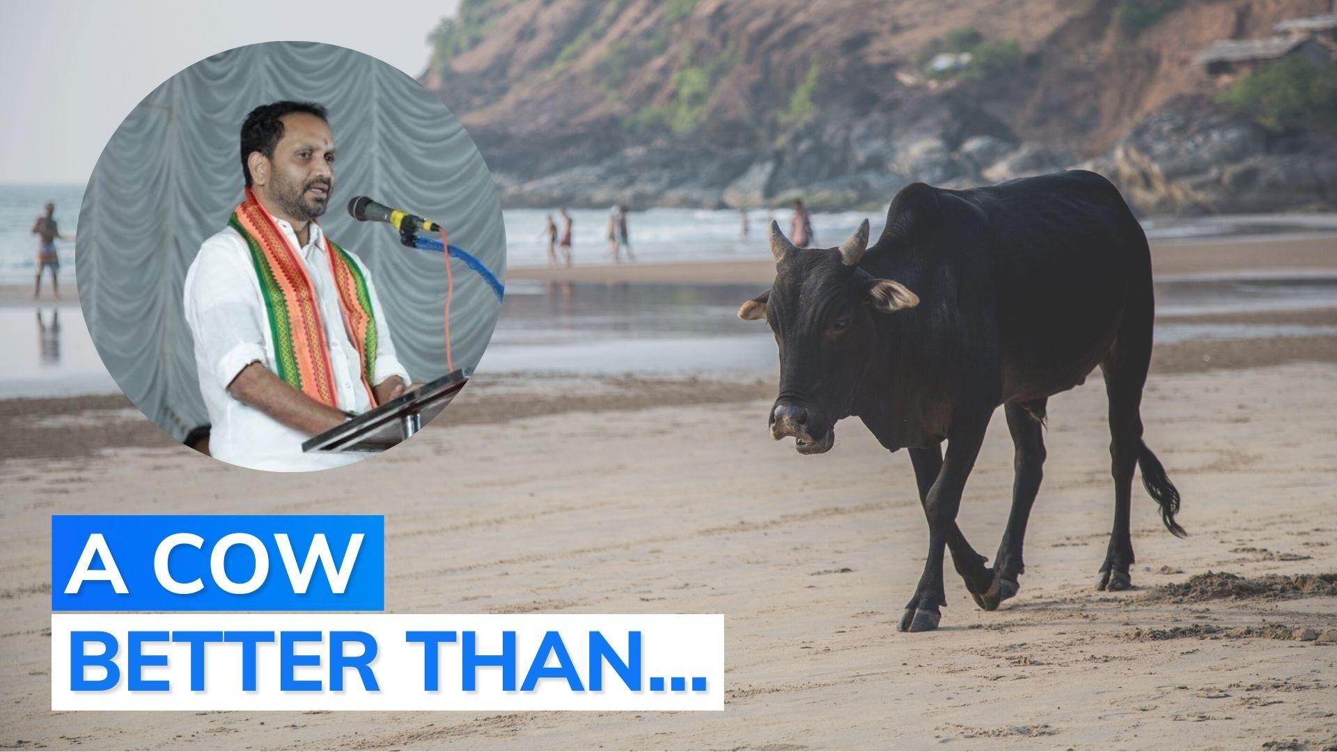 Cows contribute more to Kerala than state‘s ministers: state BJP chief ...