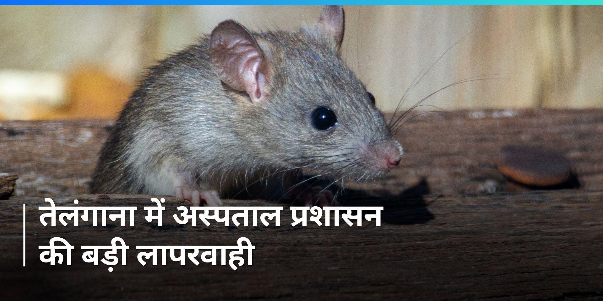 Rat gnaws at the finger and heel of a patient admitted in ICU in ...