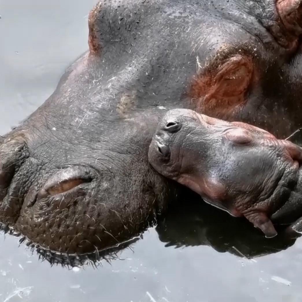 ʼVulnerableʼ Nile hippo born at Mexico Zoo | Editorji