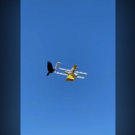 Watch: Bird vs Drone caught on camera, how the angry bird won over ...