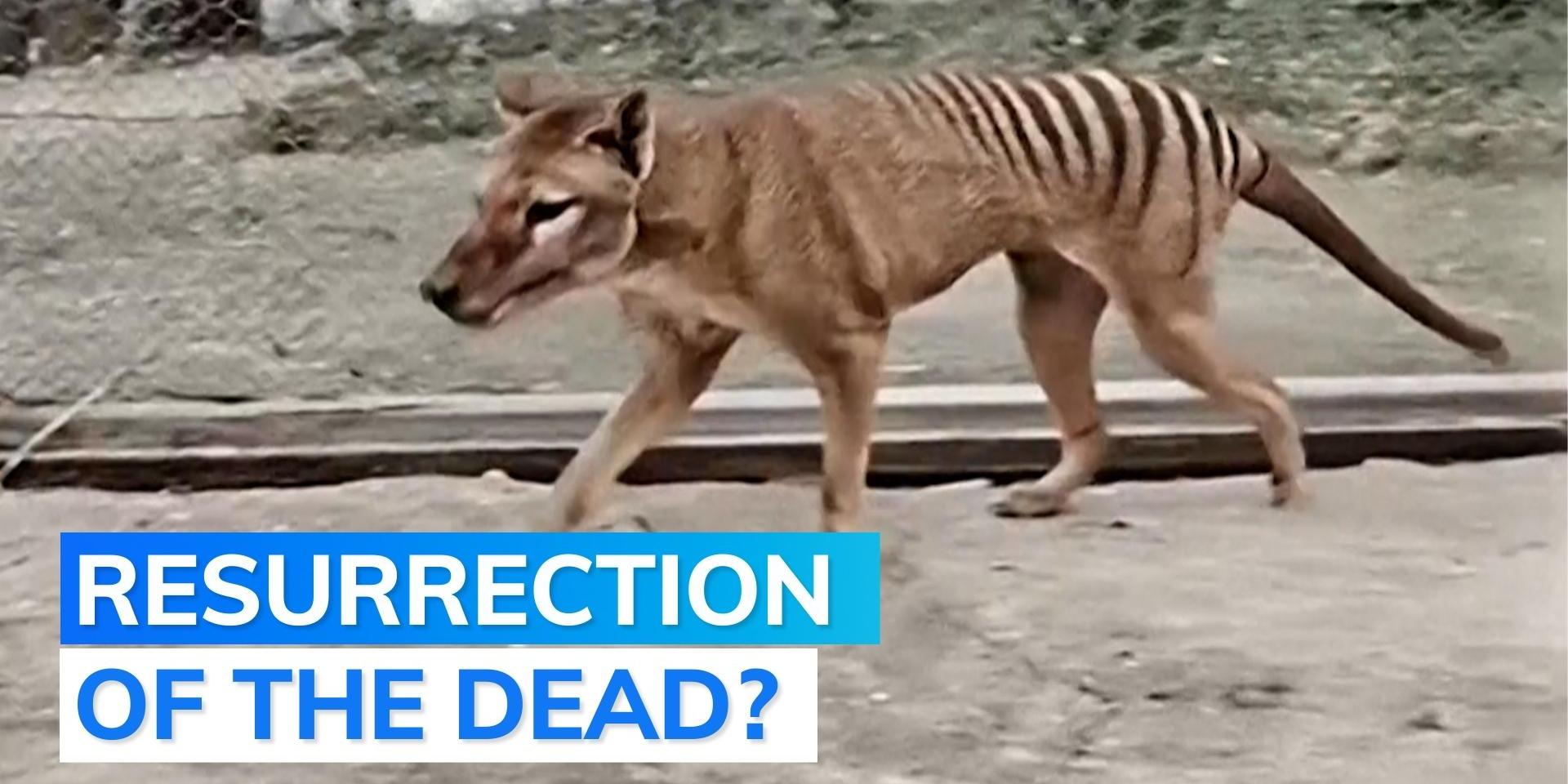 Multi-million dollar project to bring back Tasmanian tiger from ...