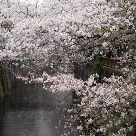 Tokyo dipped in hues of pink thanks to its cherry blossoms | Editorji