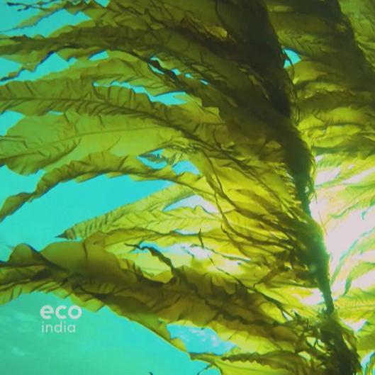 Seaweed: A ‘super crop’ fighting climate change? | Editorji