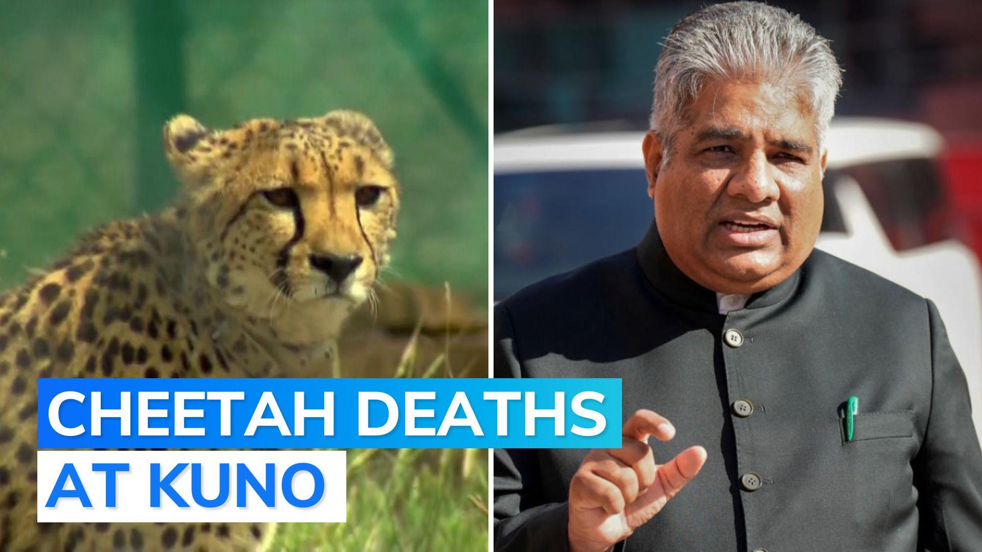 On Cheetahs death, Union minister says ‘We take responsibility for whatever happened’ | Editorji