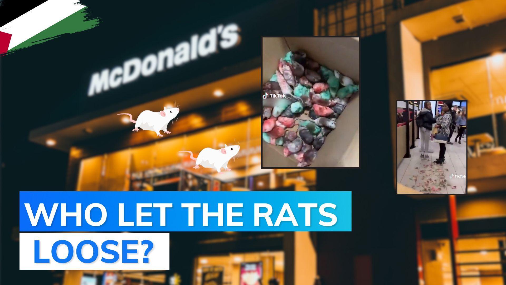 Viral video shows man lets dozens of rats loose in McDonald‘s, shouts ...