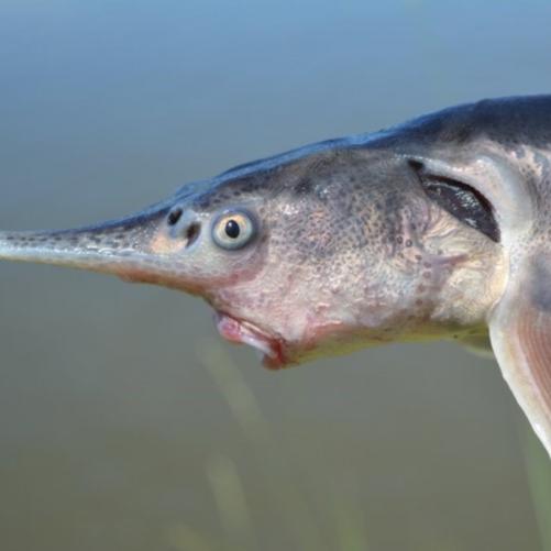 Sturddlefish: an ‘accidental’ hybrid between two fish | Editorji