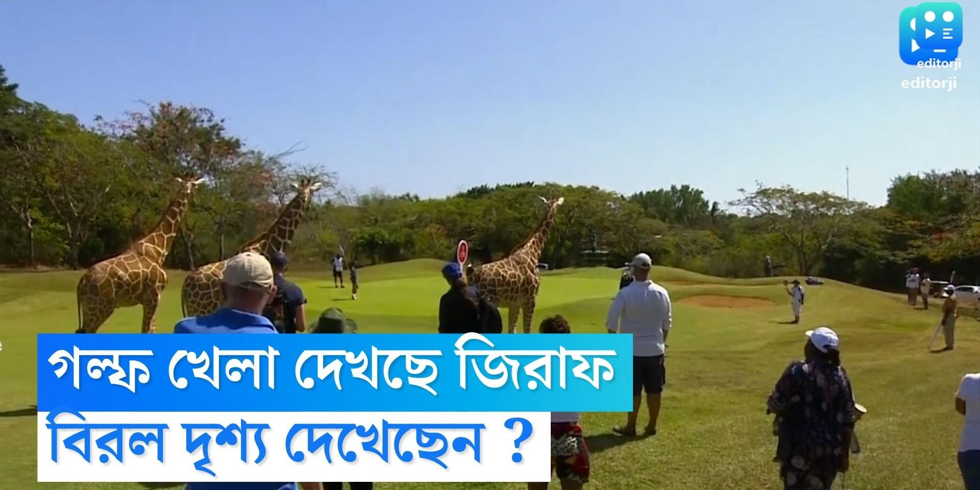 Giraffes watching golf where Aditi Ashok wins Magical Kenya Open ...