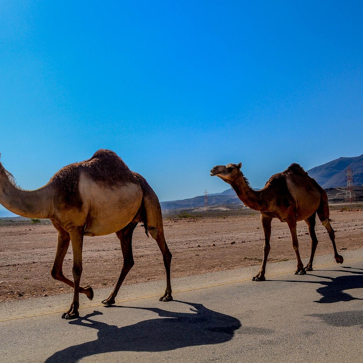 10,000 camels to be culled in drought-hit Australia | Editorji