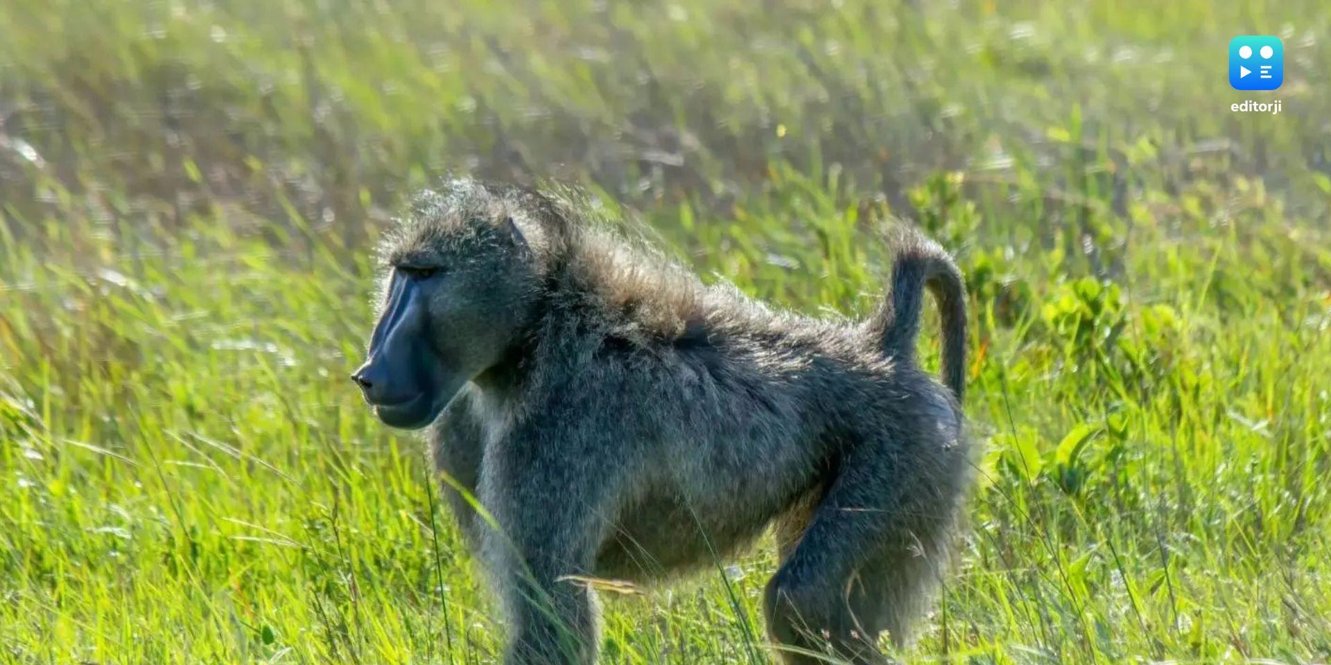 Delhi Zoo: Female Baboon dies, third animal fatality in weeks - Cold ...
