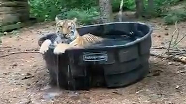 Majestic tiger enjoys leisurely bath in a tub, video goes viral | Editorji