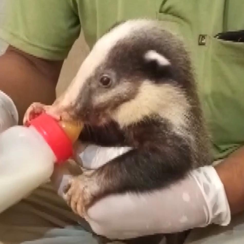 Rare, wild Hog Badgers spotted in Tripura for the first time | Editorji