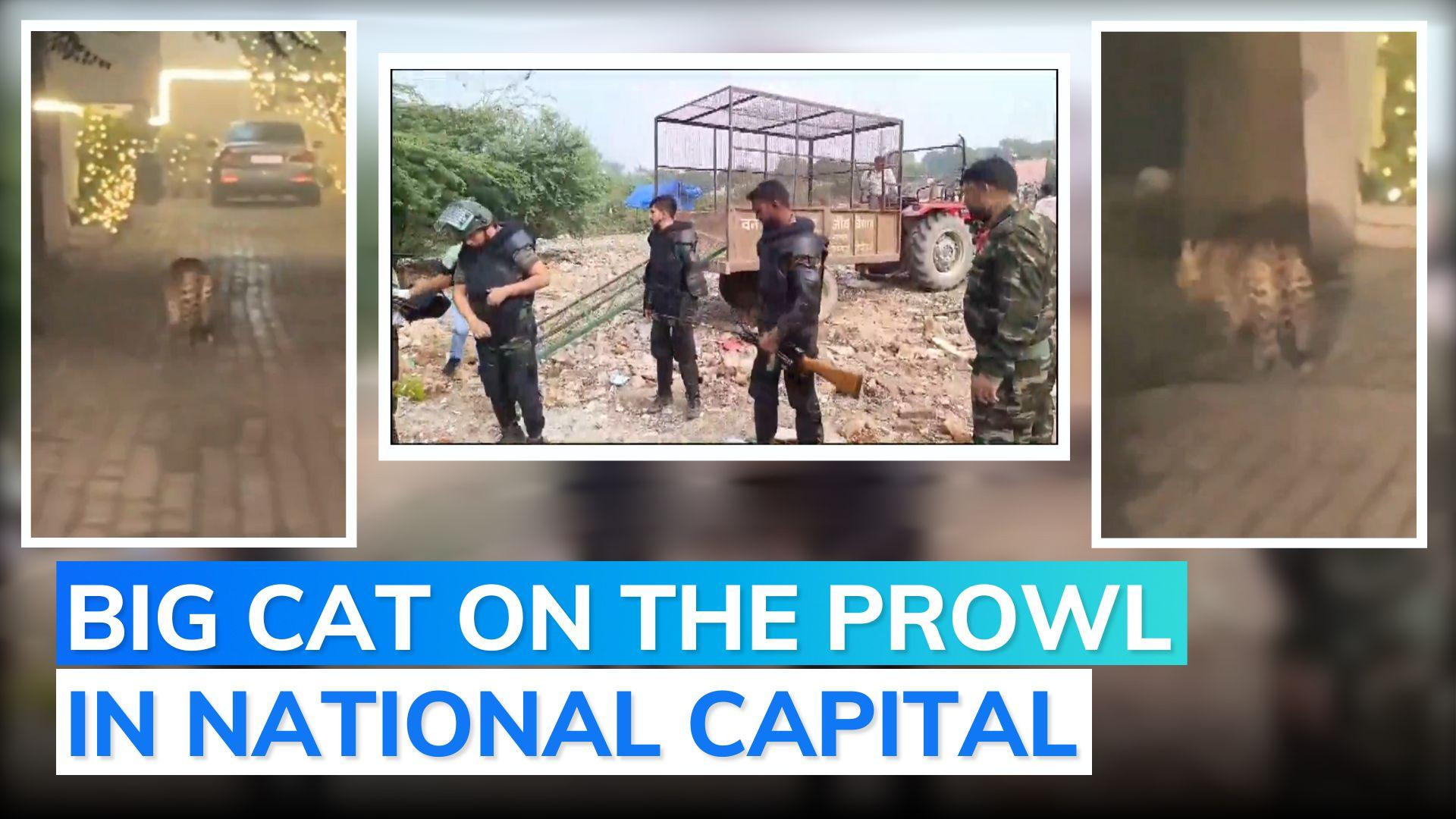 Leopard spotted in Delhi, social media videos show big cat jumping from ...