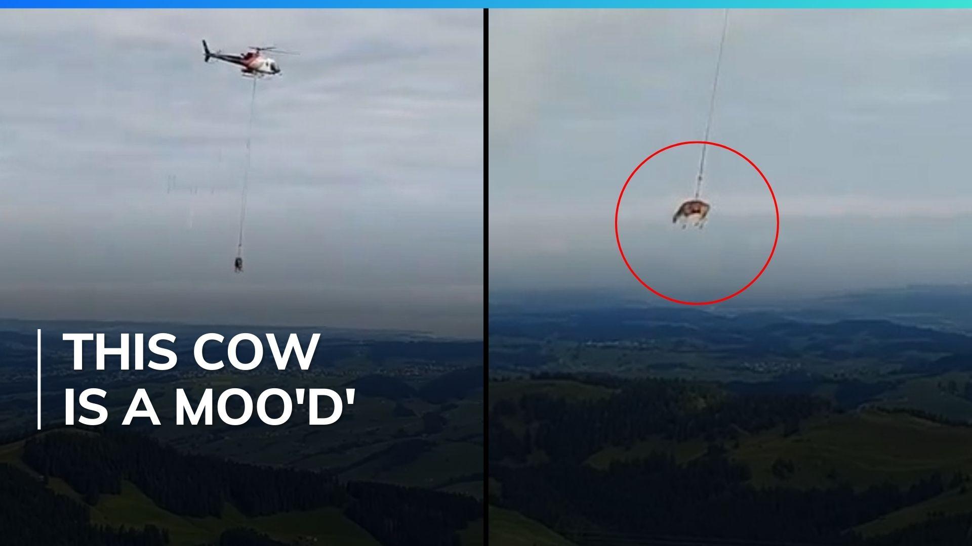Watch: cow airlifted to vet clinic in Switzerland | Editorji