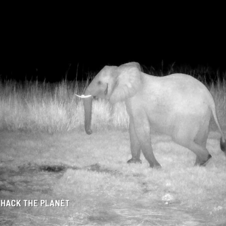 Saving elephants with AI camera traps | Editorji